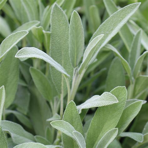 What Does Sage Look Like When It First Sprouts At Christopher Stafford Blog