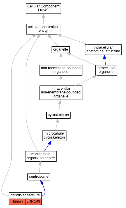 comparative go graph mouse human rat