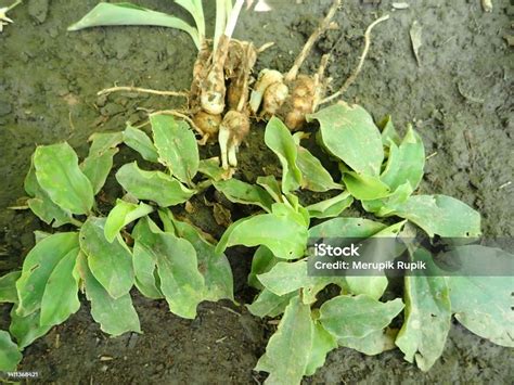 Kaempferia Galanga Commonly Known As Kencur Aromatic Ginger Sand Ginger Cutcherry Is A