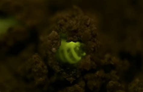 애반딧불이가 흙고치 속에서 빛을 내고 있습니다 반딧불이 생물다양성센터