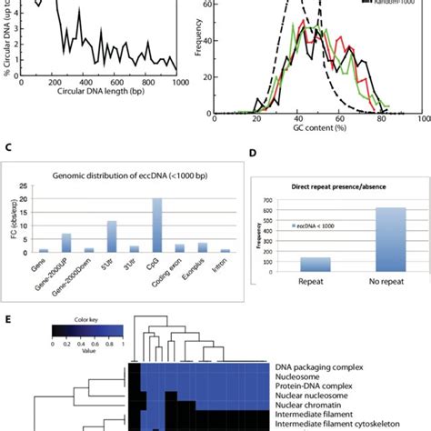 Eccdna In Cell Lines And Lgg Or Gbm Tumors A Detection Of Eccdna In