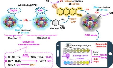 Engineering An Enzymatic Cascade Catalytic Smartphone Based Sensor For