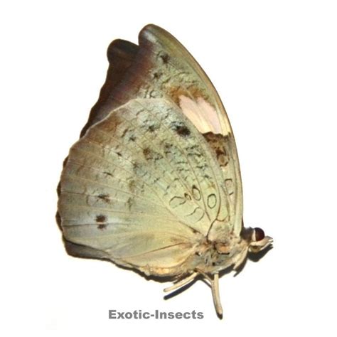 Euthalia Anosia Pagiana