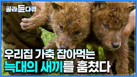 먹이가 부족한 겨울 늑대들의 가축 습격이 심해졌다 늑대 굴에 들어가 새끼를 훔친 유목민들 어떻게 될까│다큐프라임│골라듄다큐 Youtube