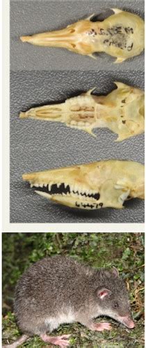 Metatheria Flashcards Quizlet