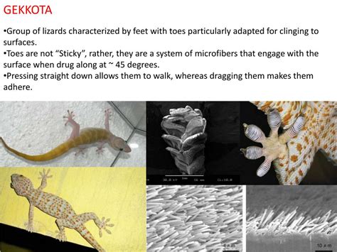 Ppt Stuart S Sumida Biology 342 Simplified Phylogeny Of Squamate Reptiles Powerpoint