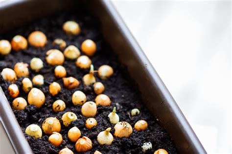 용기에 심은 양파 모종 전구가 창턱에 햇빛이 있는 집 창문으로 내부로 자라고 0명에 대한 스톡 사진 및 기타 이미지 0명