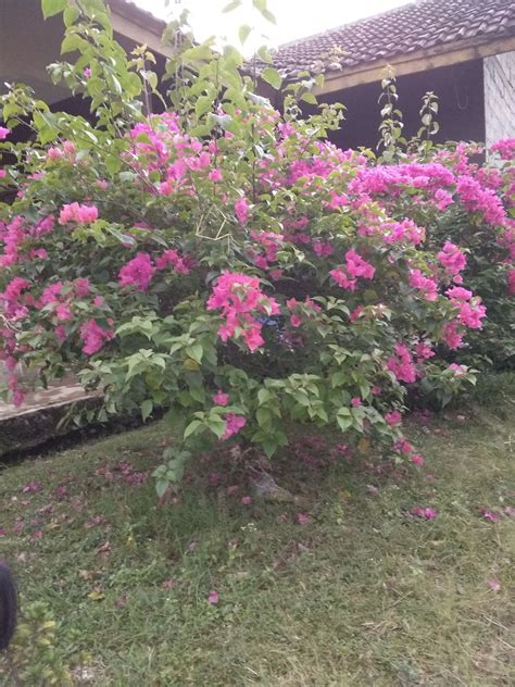 Deretan Asal Tanaman Bunga Kertas Terbaru Informasi Seputar My XXX Hot Girl