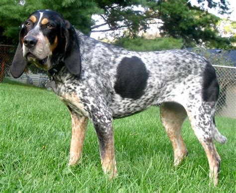 Coonhound Dbr