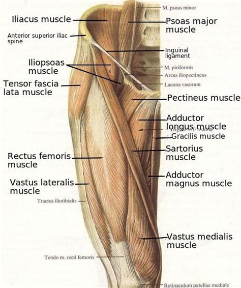 Rectus Femoris Muscle Anatomy Biology