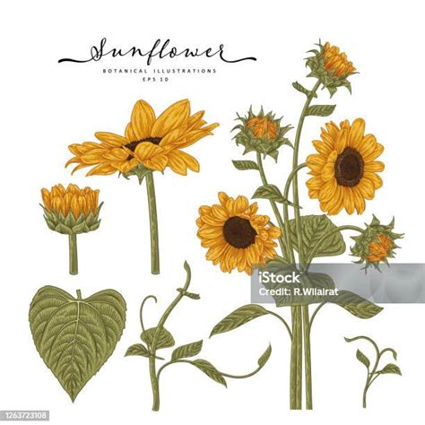 스케치 플로럴 장식 세트 해바라기 도면 흰색 배경에 고립 된 매우 상세한 라인 아트 손으로 그린 식물 삽화 요소 벡터입니다 해바라기에 대한 스톡 벡터 아트 및 기타 이미지