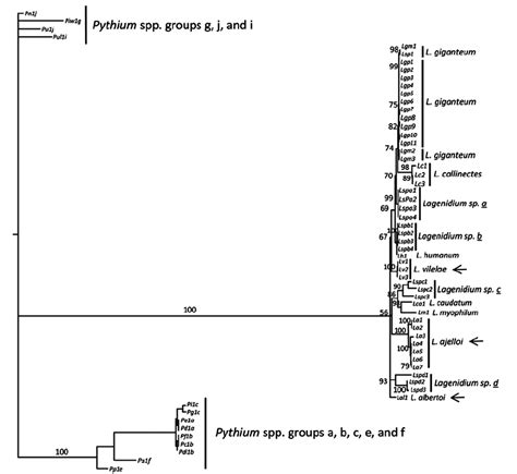 bayesian phylogenetic analysis of concatenated 4 partial coding gene