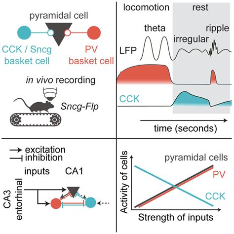 Alternating Sources Of Perisomatic Inhibition During Behavior Pmc