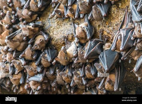 Geoffroys Rousette Rousettus Amplexicaudatus Is A Species Of Megabat Or Old World Fruit Bats