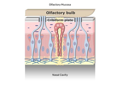 Olfactory System Diagram