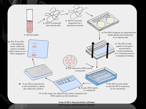 Dna Fingerprinting