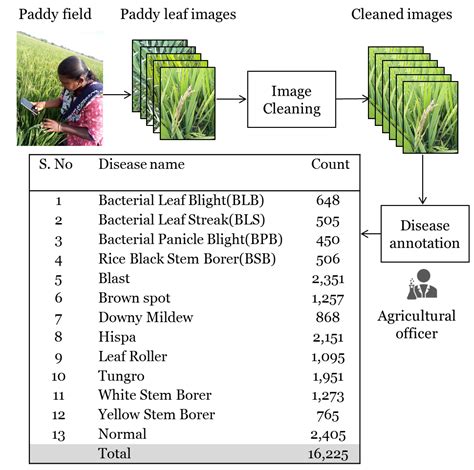 Paddy Doctor Dataset Paddy Doctor