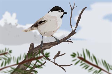 Illustration Of A Small March Tit Stock Illustration Illustration Of
