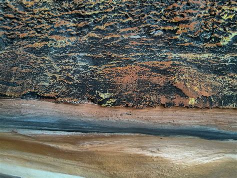 Closeup Of Tree Trunk Concrete Wood Texture Tree Bark Texture Of The