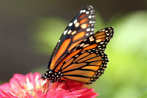 Pink Monarch Butterfly Wallpaper