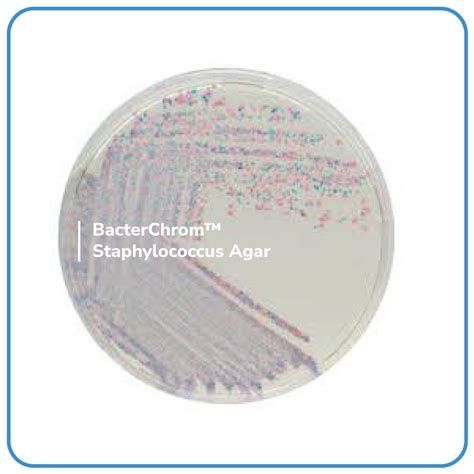 Bacterchrom™ Staphylococcus Agar Bacterlab