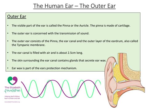 SOLUTION Lesson The Human Ear Structure And Function Lesson Studypool