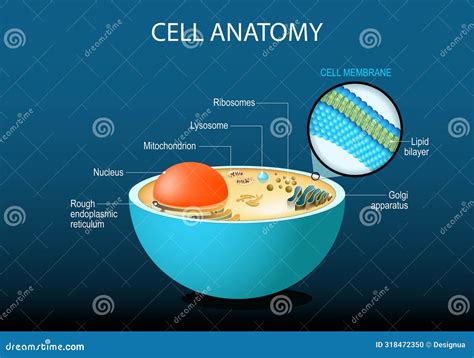 Cell Anatomy Cell Structure And Organelles Vector Illustration CartoonDealer Com 318472350