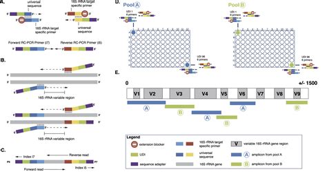 Targeting The 16s Rrna Gene By Reverse Complement Pcr Next Generation Sequencing Specific And