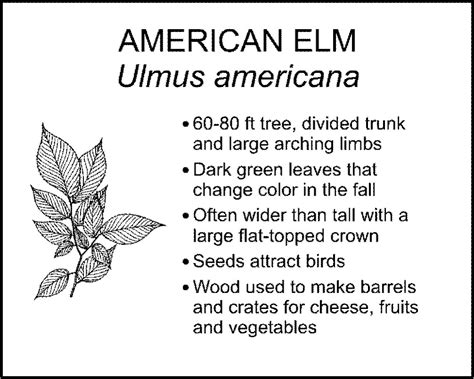 AMERICAN ELM Smart Garden Signs