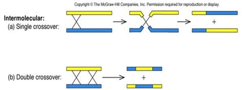 Chapter 11 Mole Bio Flashcards Quizlet