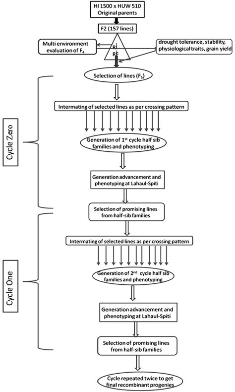 Scheme Of Recurrent Selection At The End Of Each Cycle The Progenies
