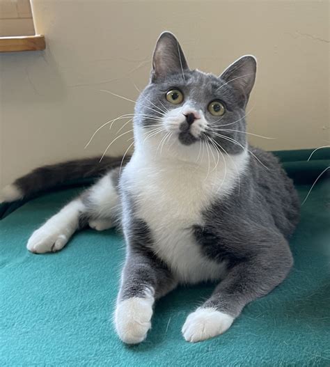 Lilo And Stitch Are Adopted Happy Cats Haven