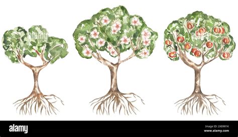 Watercolor Peach Tree Growth Stages Illustration Fruit Plant Life