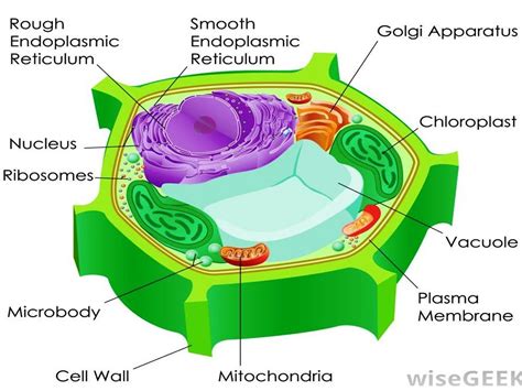Plant Cell Diagram Diagram Quizlet