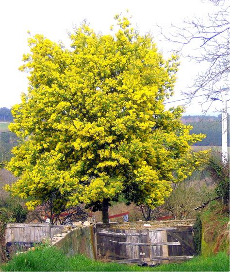 ¿cuáles Son Las Características Del árbol De Acacia