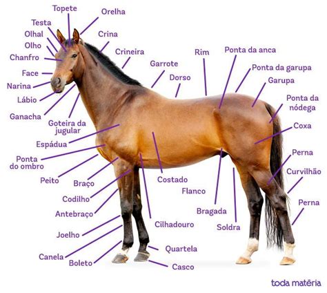Cavalos Raças Características E Imagens Toda Matéria Dermatologia