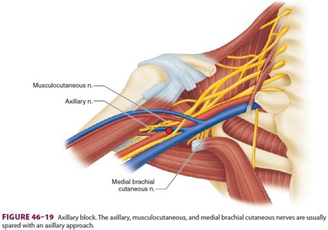 Upper Extremity Peripheral Nerve Blocks Axillary Block
