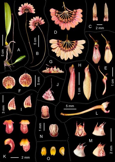 Species New To Science Botany • 2023 Bulbophyllum Sondangii