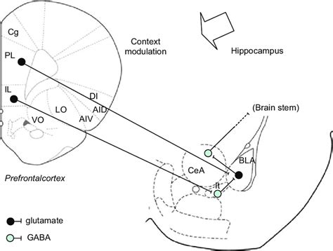 Basic Circuits Describing A Proposed Interplay Between The Mpfc Download Scientific Diagram