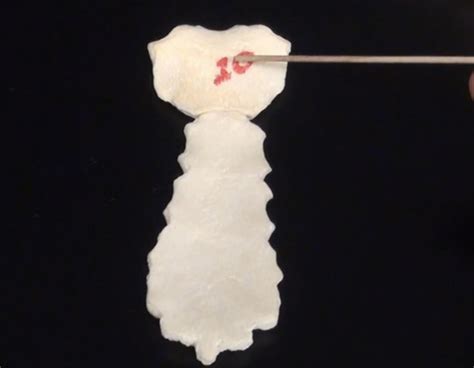 Sternum Flashcards Quizlet