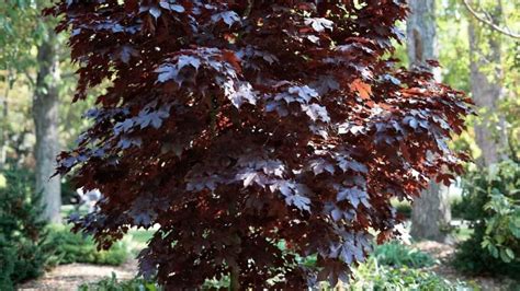 Crimson King Maple Tree Care Expert Tips To Thrive