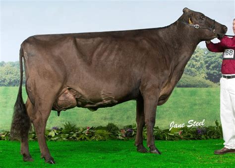 Über Braunvieh Braunvieh Brown Swiss Die Rasse Braunvieh Brown