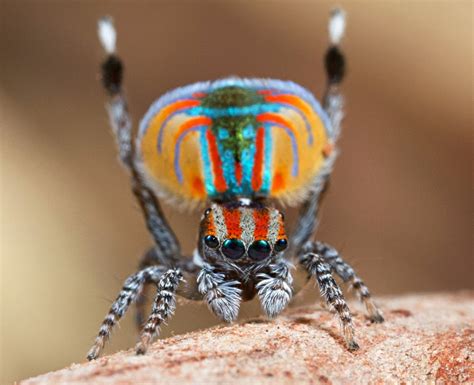 Os 69 Animais Mais Raros Do Mundo Que Você Deveria Conhecer