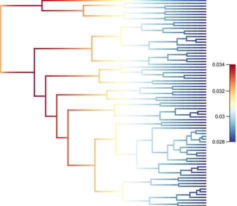 A Phylorate Plot Speciation Dynamics During The Evolution Of Yeasts