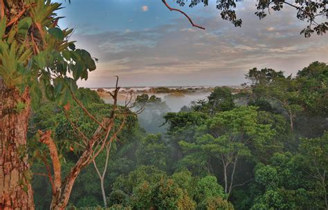 How To Save The Planet One Tree At A Time Earthwatch