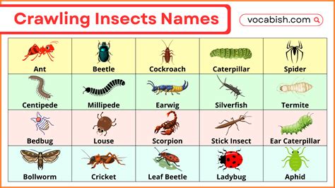 Types Of Crawling Insects Identification Guide