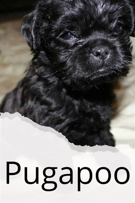 Adorable Pugapoo Dog