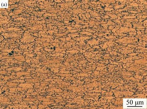 Microstructures Of Different Regions After Hot Compression At 450