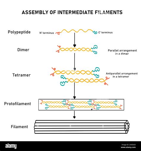Intermediate Filaments Diagram Cytoskeleton Microfilaments