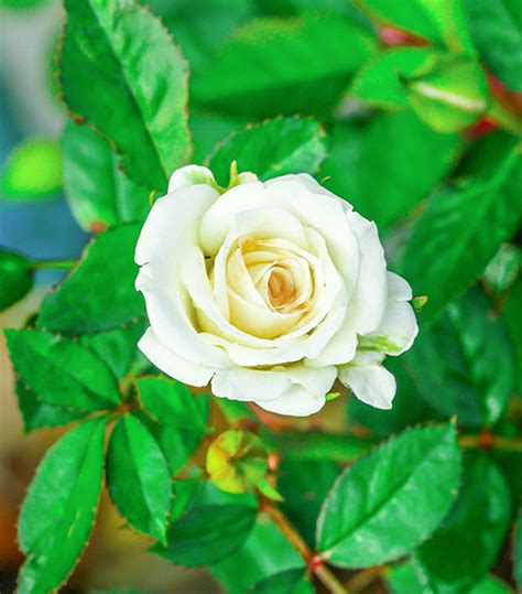Rose Pruning Australia Jgs Roses